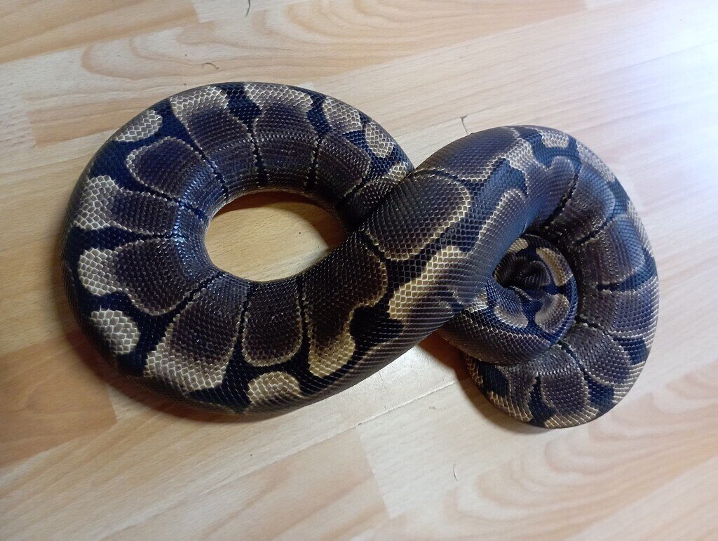 Is it only Woma? - Ball Pythons - MorphMarket Reptile Community
