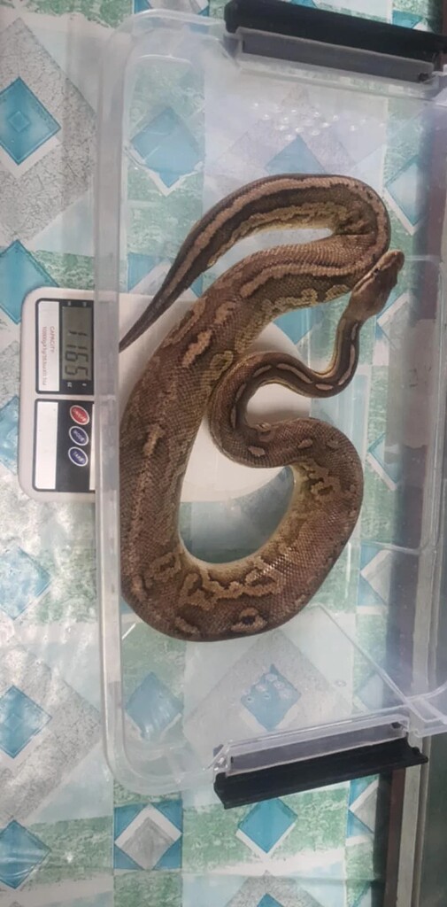Morph ID pls - Ball Pythons - MorphMarket Reptile Community