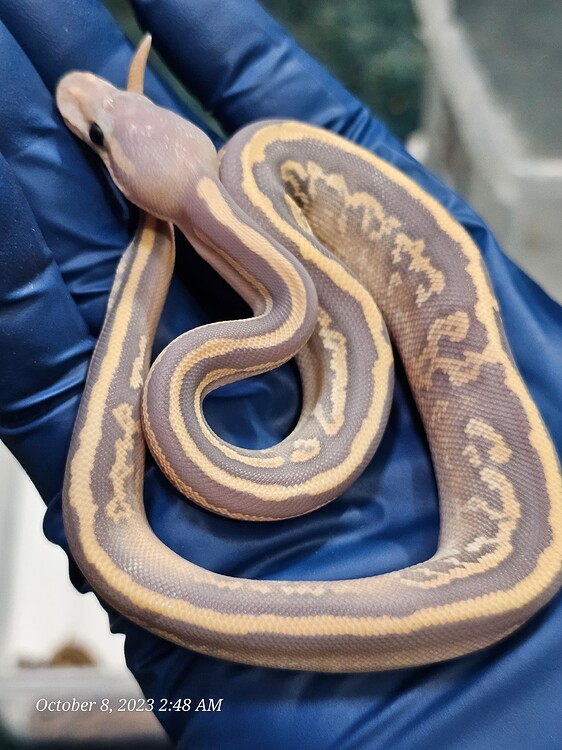 Shocked to have hatched truly purple snakes! - Ball Pythons ...