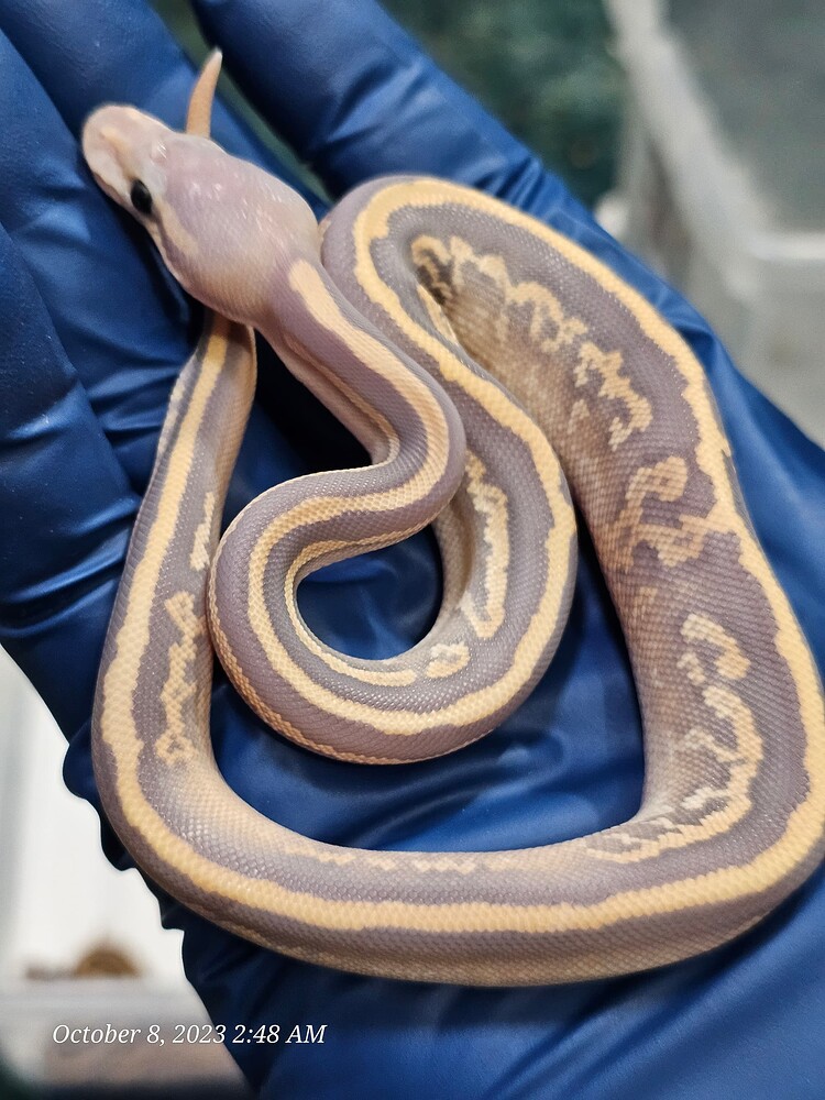 Shocked to have hatched truly purple snakes! - Ball Pythons ...