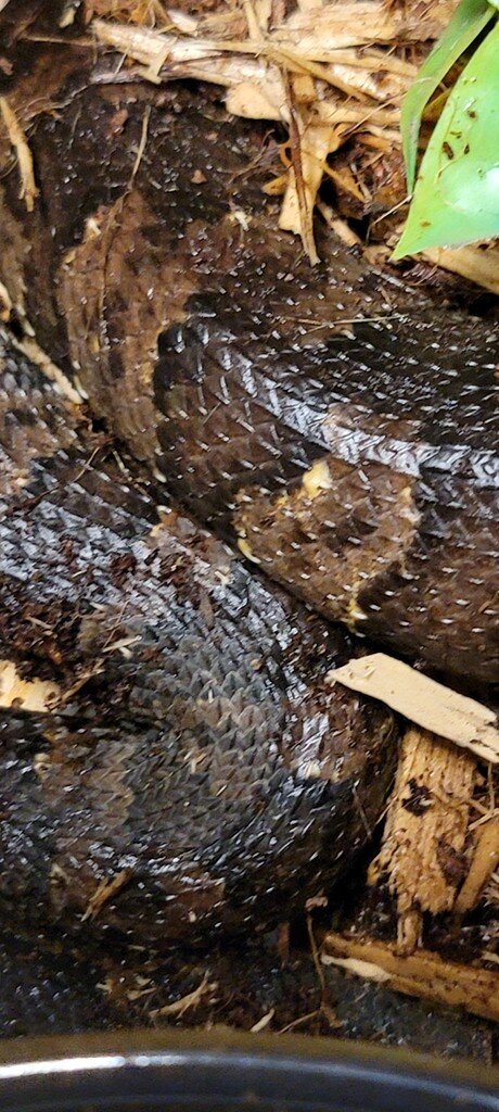 Are these Wood Mites? - Boa Constrictors - MorphMarket Reptile Community