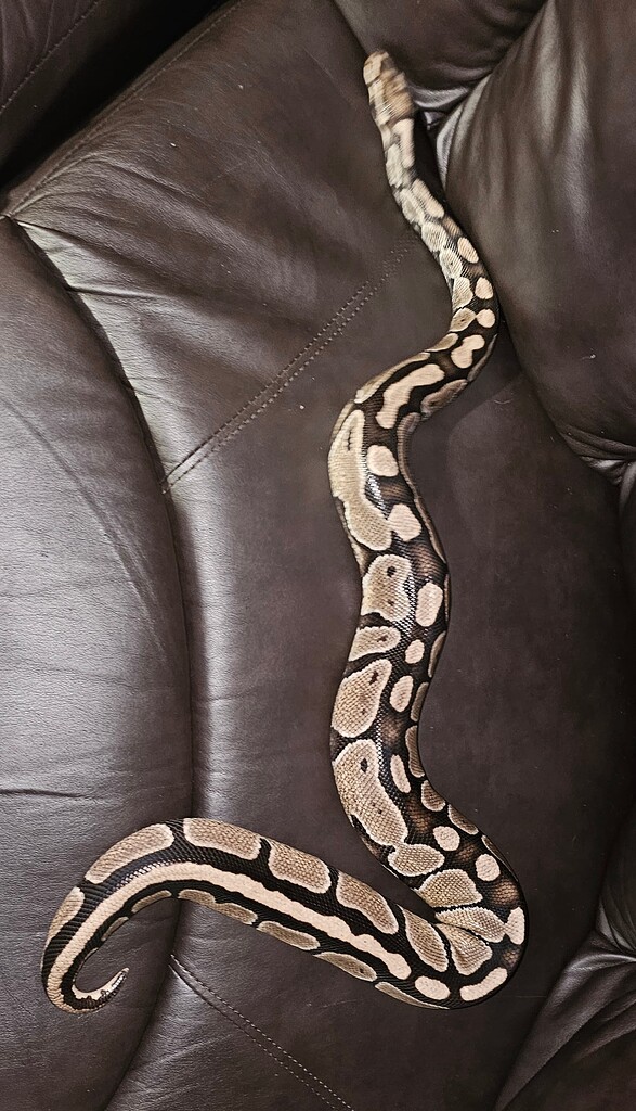 Any idea on morph of unknown pickup? - Ball Pythons - MorphMarket ...