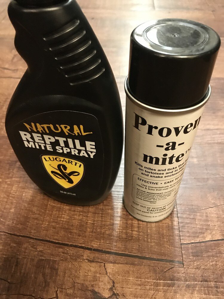 Mites! I need help - Ball Pythons - MorphMarket Reptile Community