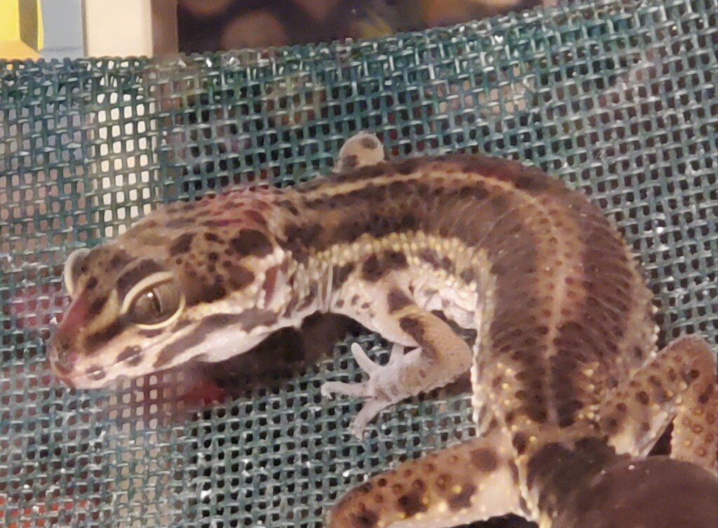 Pretty girl 😍 - Leopard Geckos - MorphMarket Reptile Community
