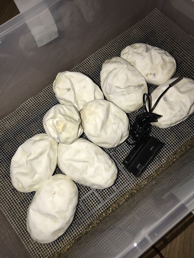 Dodgy wrinkly looking eggs - Ball Pythons - MorphMarket Reptile Community