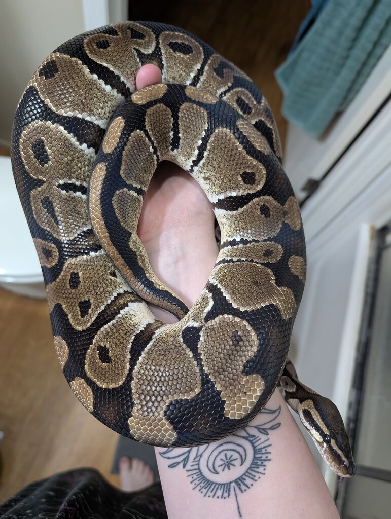 Rescue love 💕 - Ball Pythons - MorphMarket Reptile Community