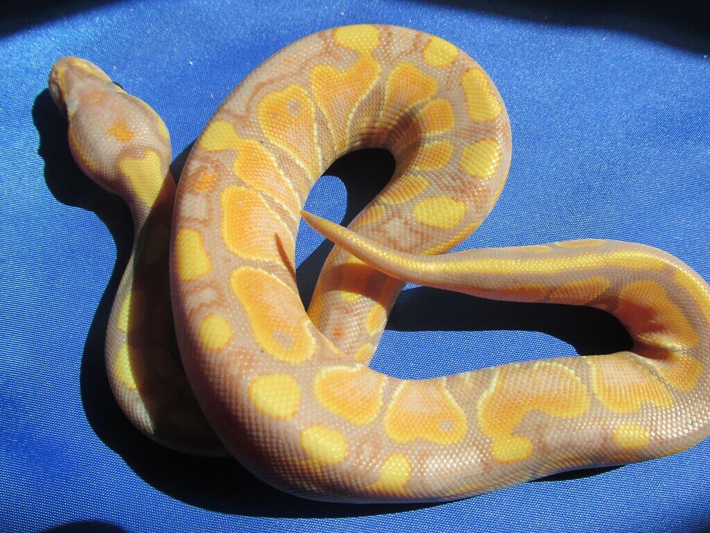 Why do bananas seem to have more orange than albinos? - Page 2 - Ball ...