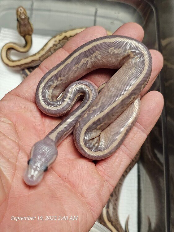 Shocked to have hatched truly purple snakes! - Ball Pythons ...