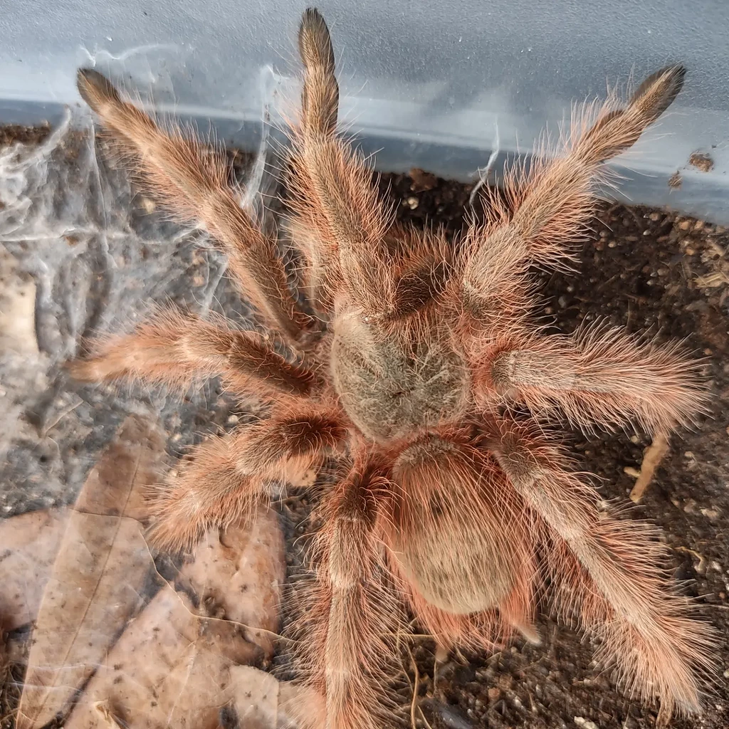 Nhandu tripepii - Spiders - MorphMarket Reptile Community