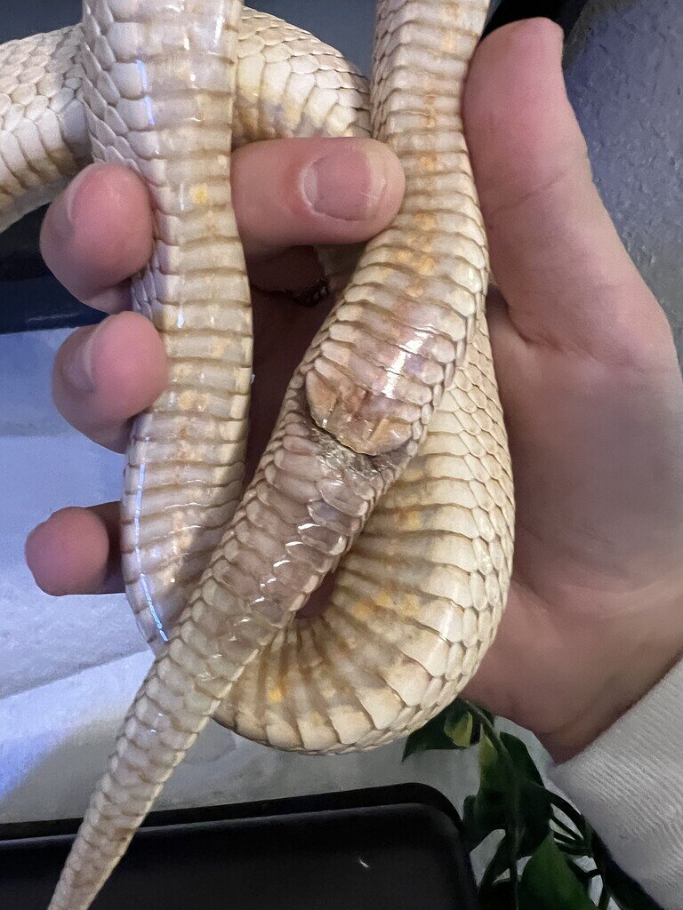 Help! Female hognose with vent infection - Hognose Snakes - MorphMarket ...