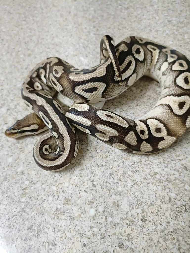 Can anyone help with ID? :) - Ball Pythons - MorphMarket Reptile Community