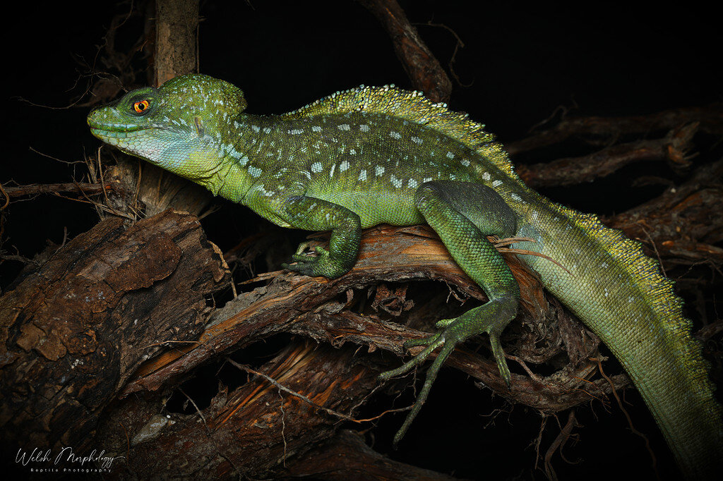 He's a handsome beast! - Other Lizards - MorphMarket Reptile Community