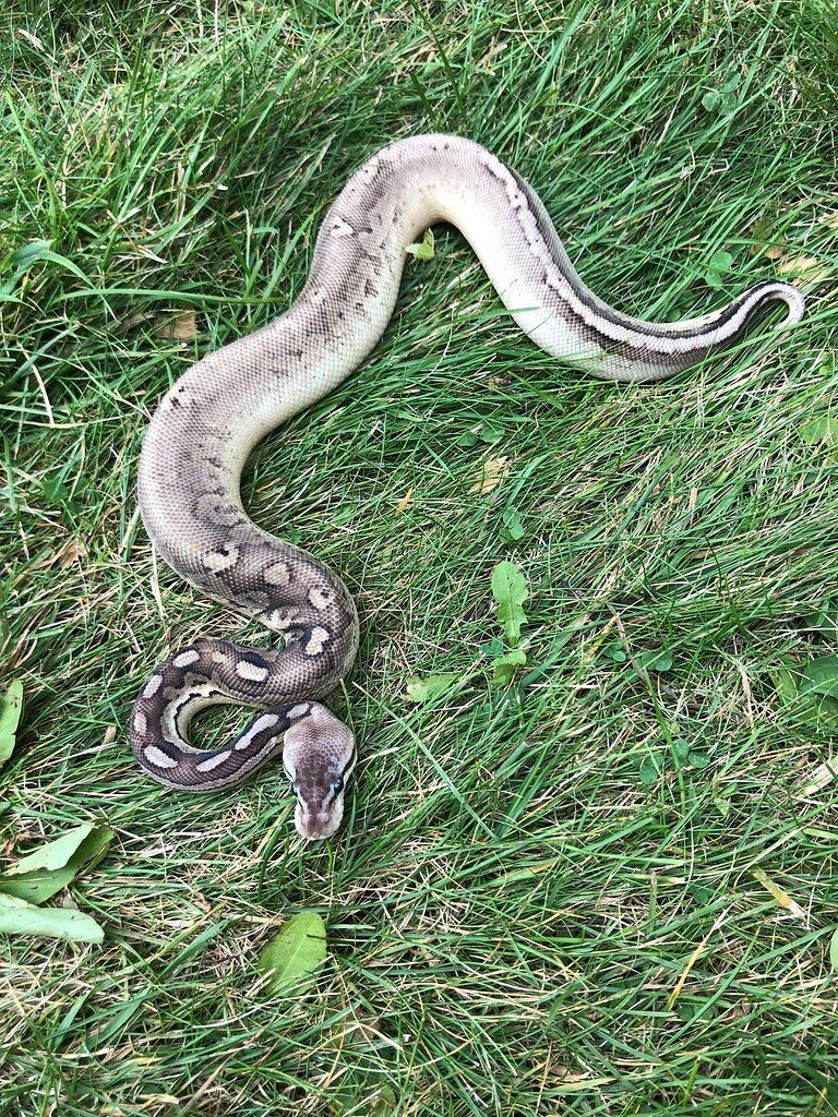 Why is the pattern faded? - Ball Pythons - MorphMarket Reptile Community
