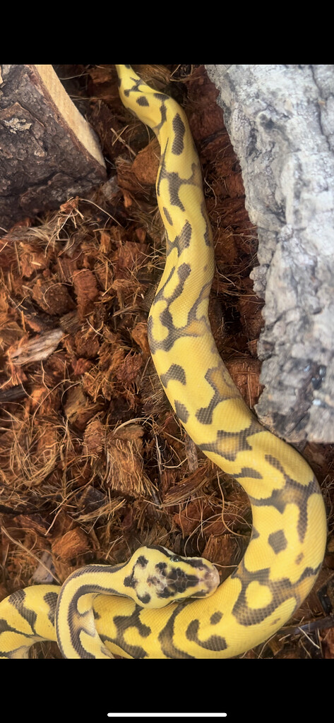 Ball python id? - All Reptiles - MorphMarket Reptile Community
