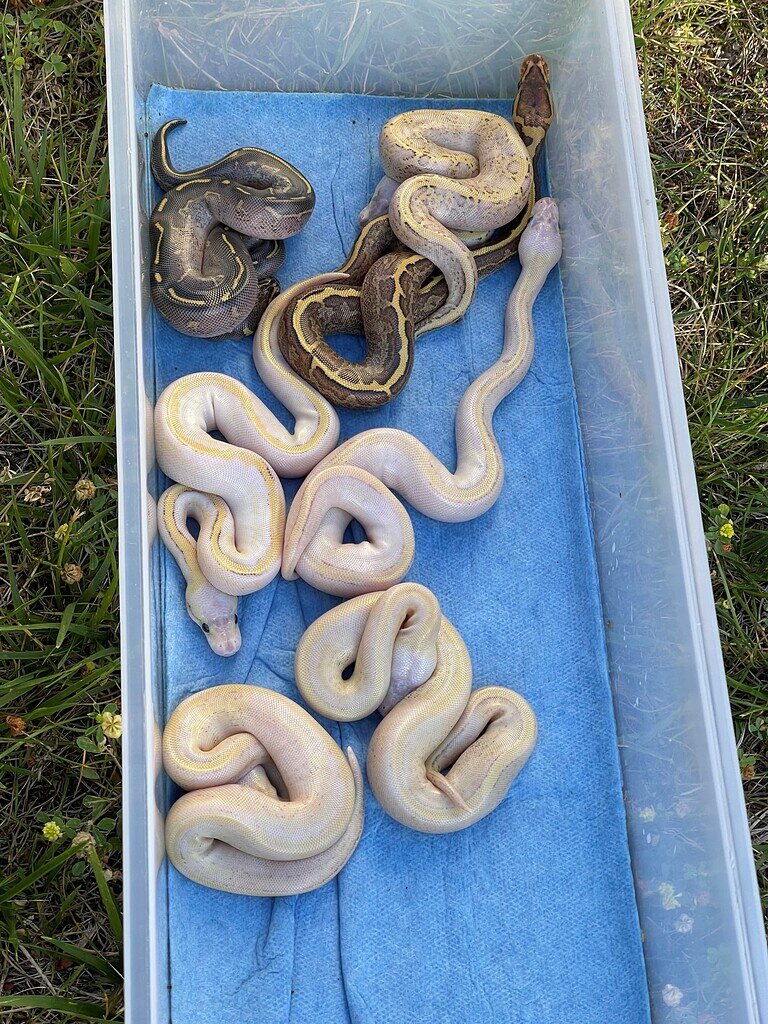 First ball clutch out... So much confusion - Ball Pythons - MorphMarket ...