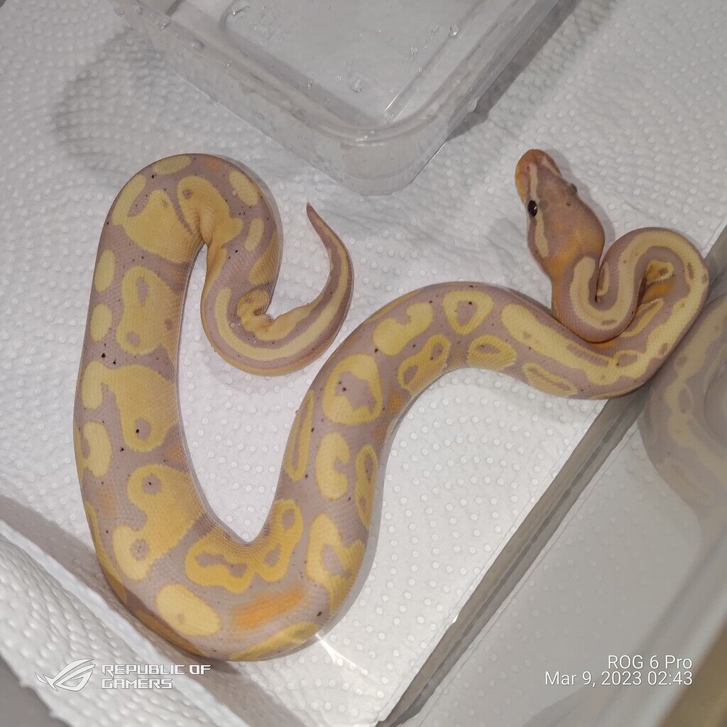 My 2nd ball python (male) - Ball Pythons - MorphMarket Reptile Community