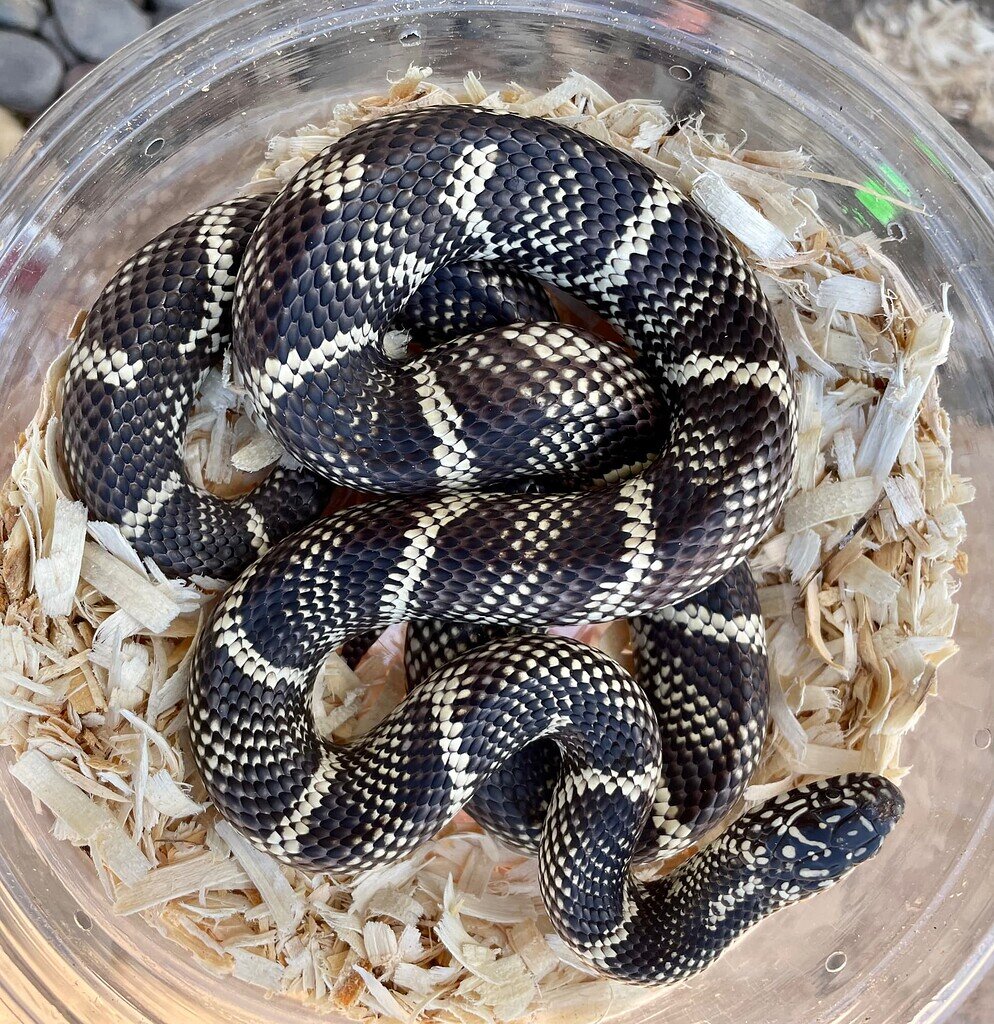 Outer Banks kingsnake [Done] - Genetics & Species - MorphMarket Reptile ...