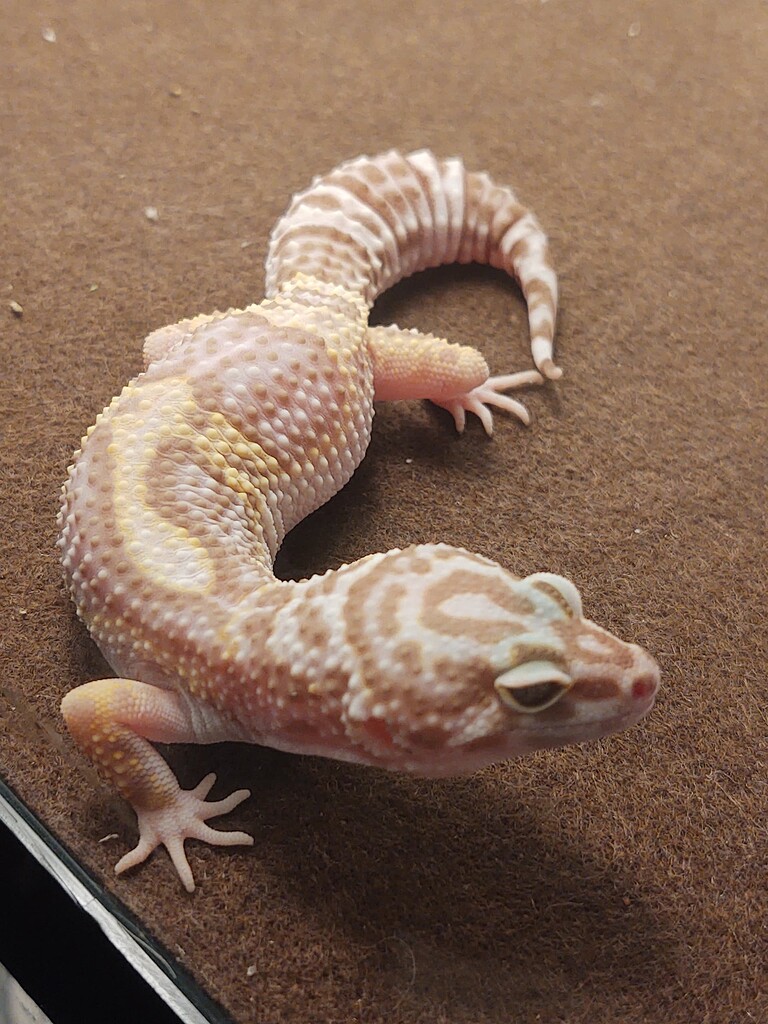 Some help on identifying ☺️ - Leopard Geckos - MorphMarket Reptile ...