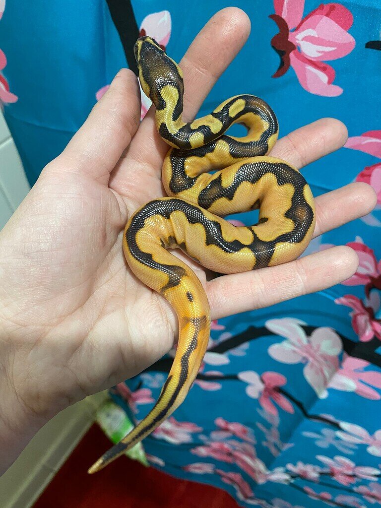 Worlds first? Sangheili Combo - Ball Pythons - MorphMarket Reptile ...