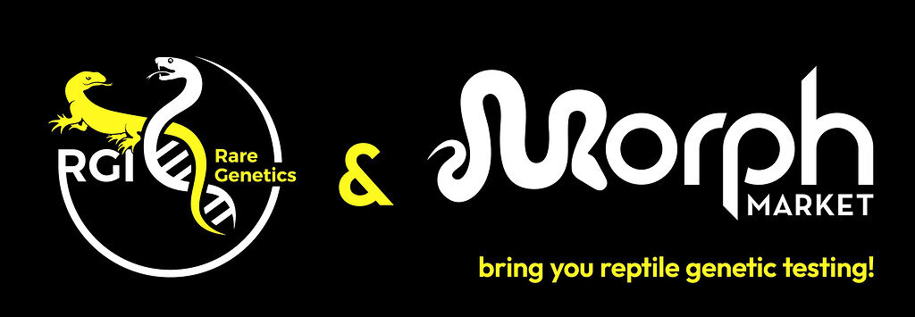 Genetic Testing! What the Het? - MorphMarket News - MorphMarket Reptile ...