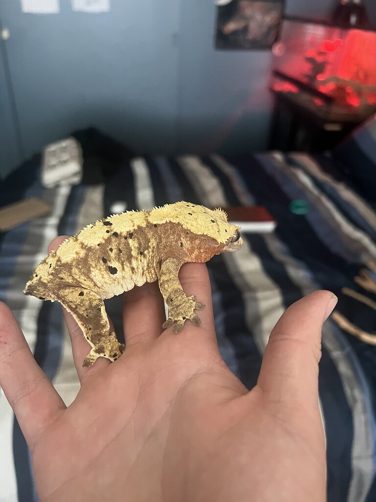 Crested gecko breeding partner - Crested Geckos - MorphMarket Reptile ...