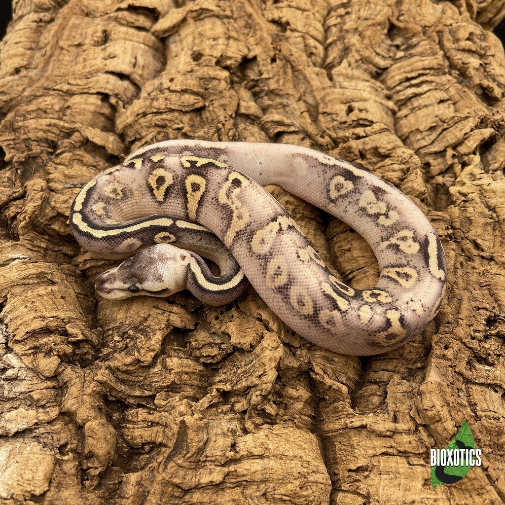This one is a head-scratcher - Ball Pythons - MorphMarket Reptile Community