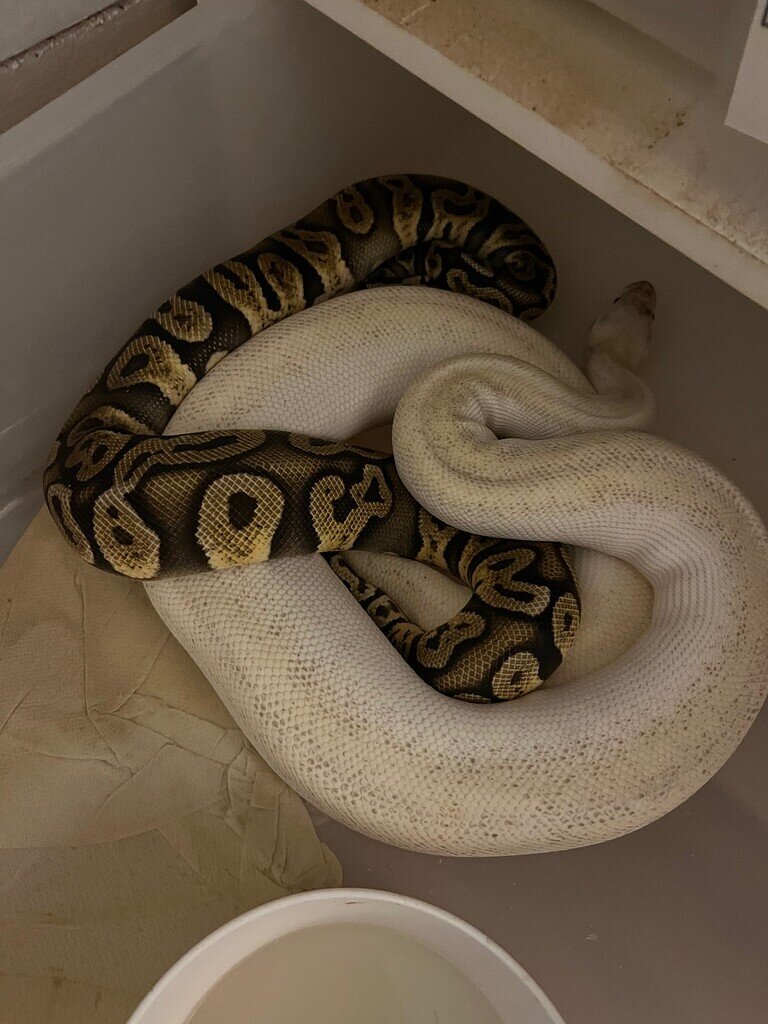 The Royal Nest Reptiles - 2023 Season - Ball Pythons - MorphMarket ...