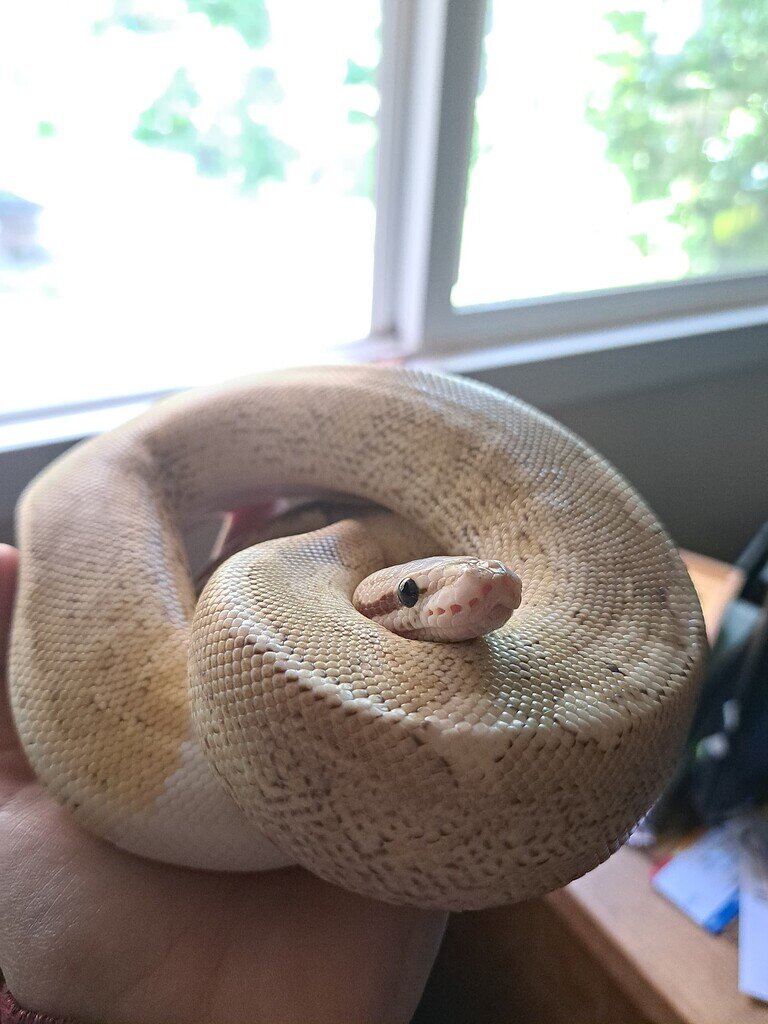 Our 2023 Collection! - Ball Pythons - MorphMarket Reptile Community