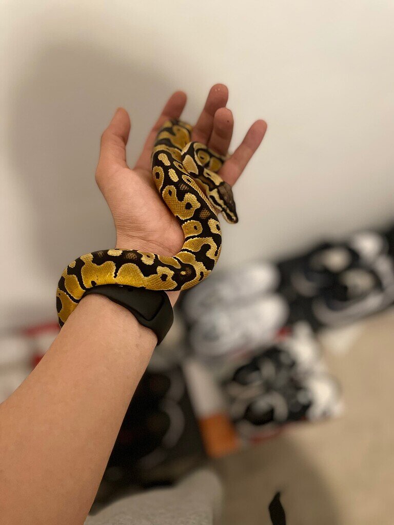 Pastel blade het clown? - Ball Pythons - MorphMarket Reptile Community