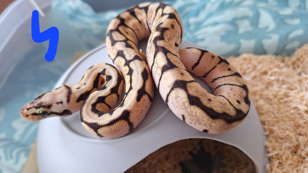 What genes do they have? Please Help Me - Ball Pythons - MorphMarket ...