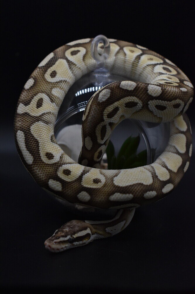 Need help identifying my girls morph! - Ball Pythons - MorphMarket ...