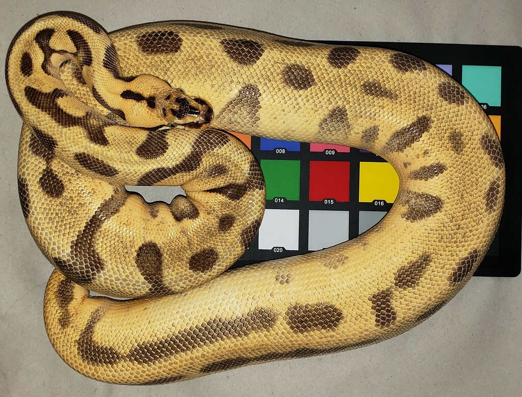 Trippple Super hopeful, ID help please - Ball Pythons - MorphMarket ...