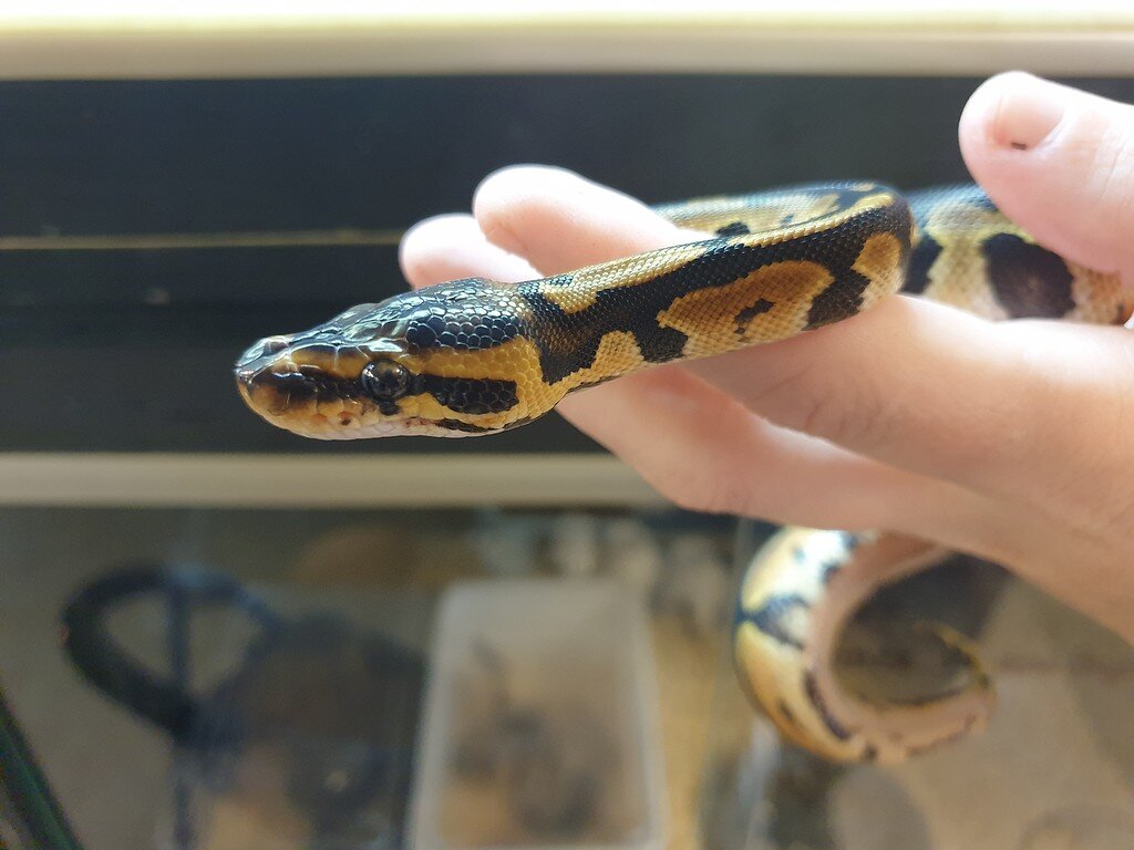 Unknown royal morph - Ball Pythons - MorphMarket Reptile Community