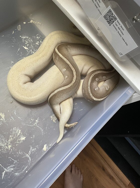 Is my BP overweight? - Ball Pythons - MorphMarket Reptile Community