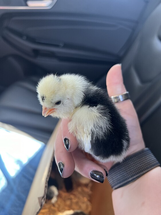 New Chickens! - All Reptiles - MorphMarket Reptile Community