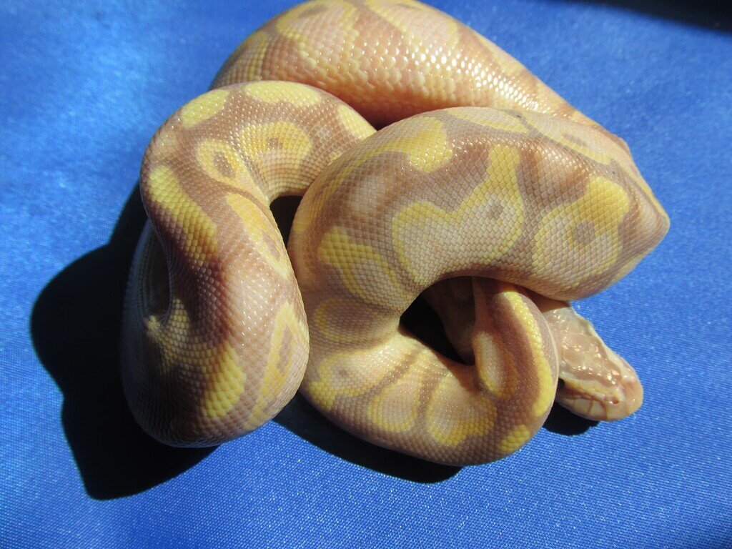 What are YOUR holdback thoughts? Even if not sure. Cant keep them all ...