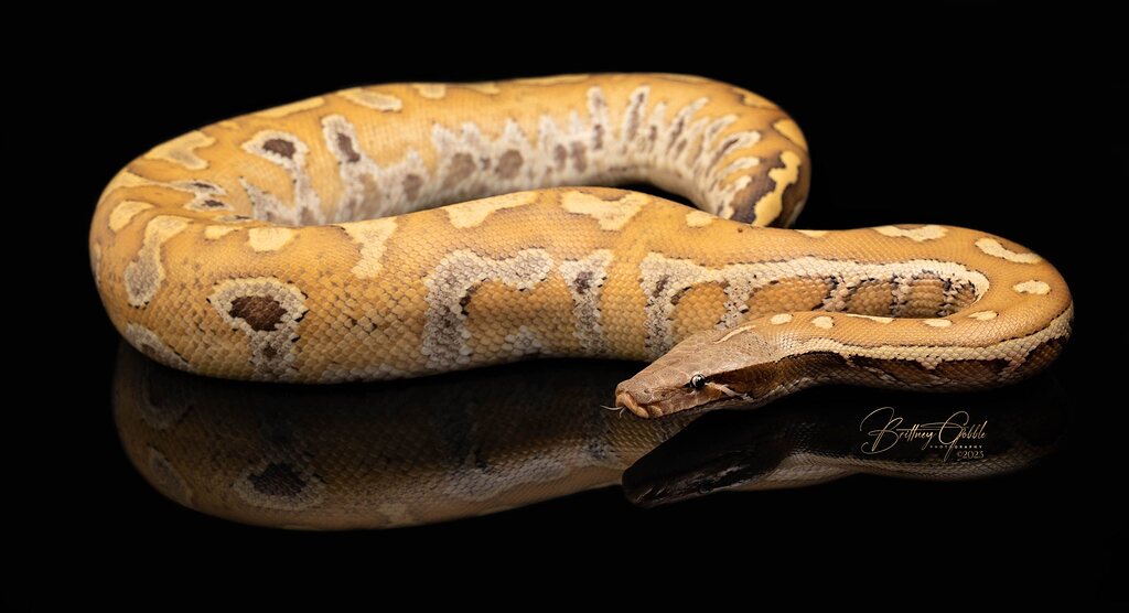Request to add a new Gene - Pale Grey Blood Python [DONE] - Genetics ...