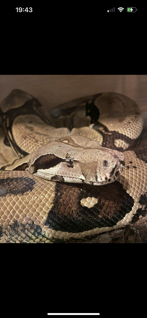 Colombian red tail? Identification help 🐍 - Boas - MorphMarket Reptile ...