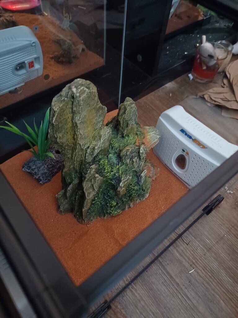 A few of the spider and scorpion enclosures - Invertebrates ...