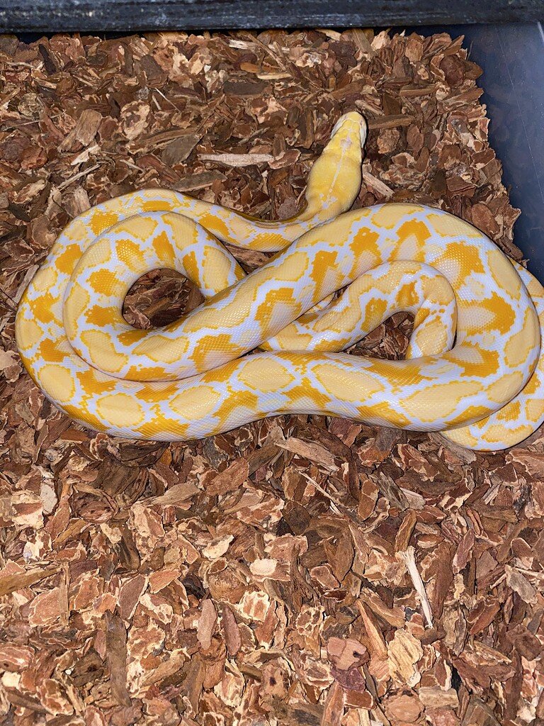 They’re here - Reticulated Pythons - MorphMarket Reptile Community