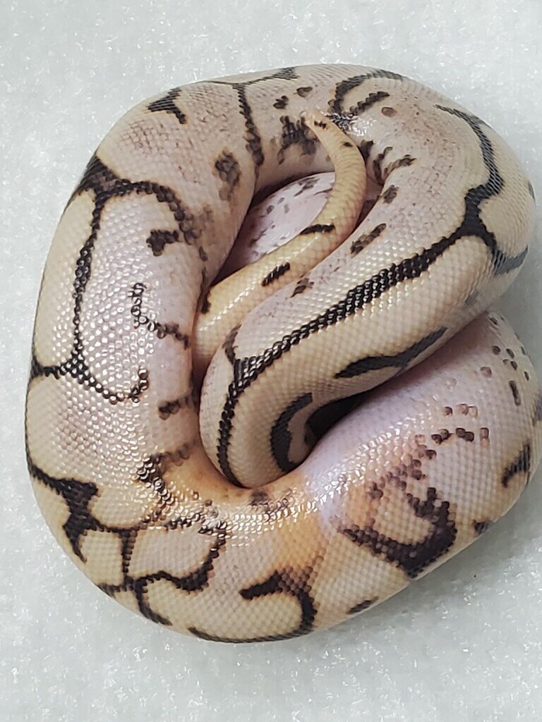 Help identifying this baby - Ball Pythons - MorphMarket Reptile Community