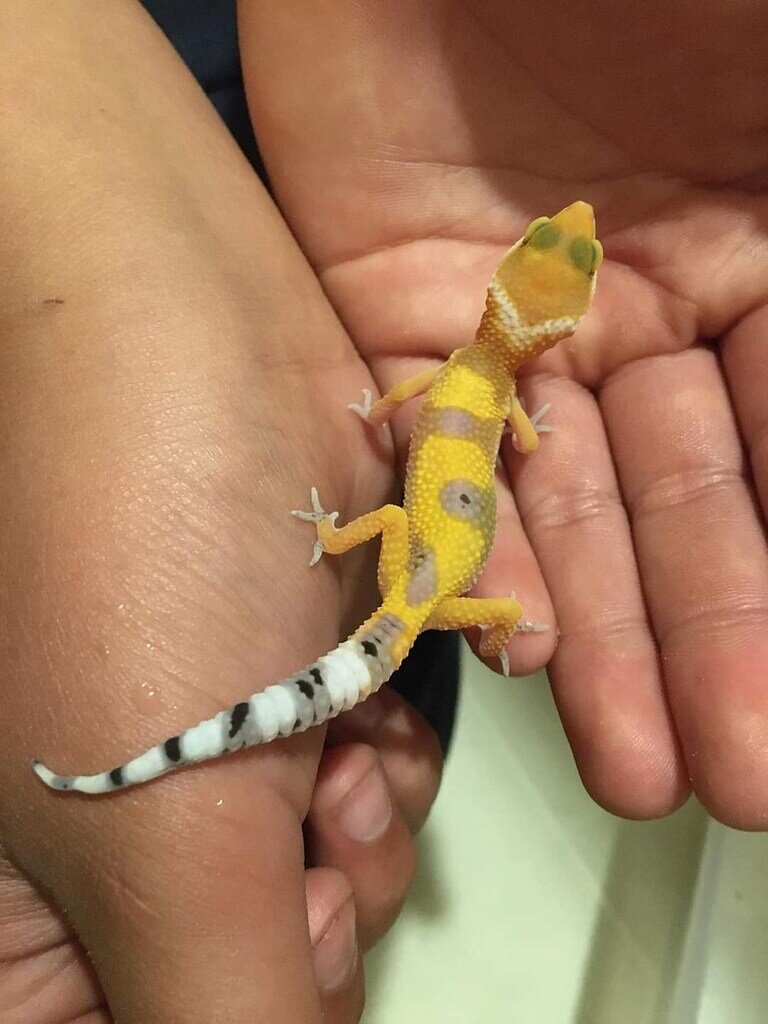 Hypo of some sort with a paradox spot? - Leopard Geckos - MorphMarket ...