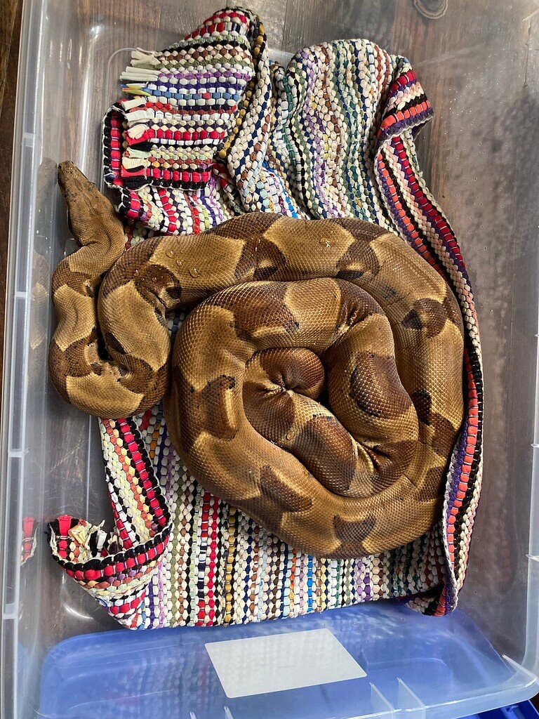Morph identification? - Boa Constrictors - MorphMarket Reptile Community