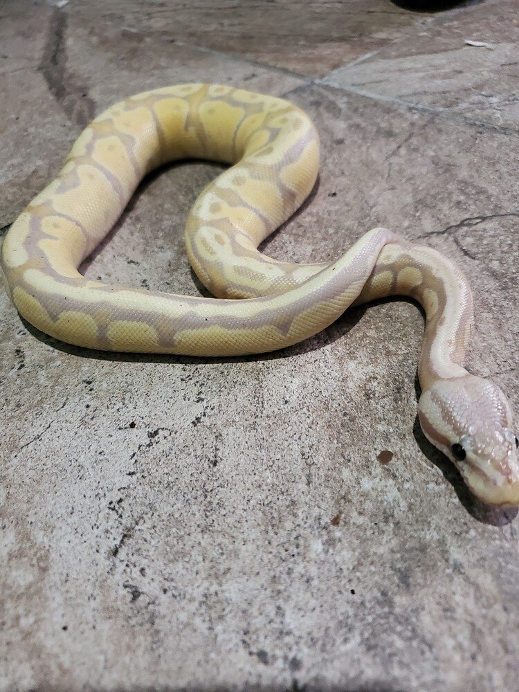 Help identifying? - Ball Pythons - MorphMarket Reptile Community