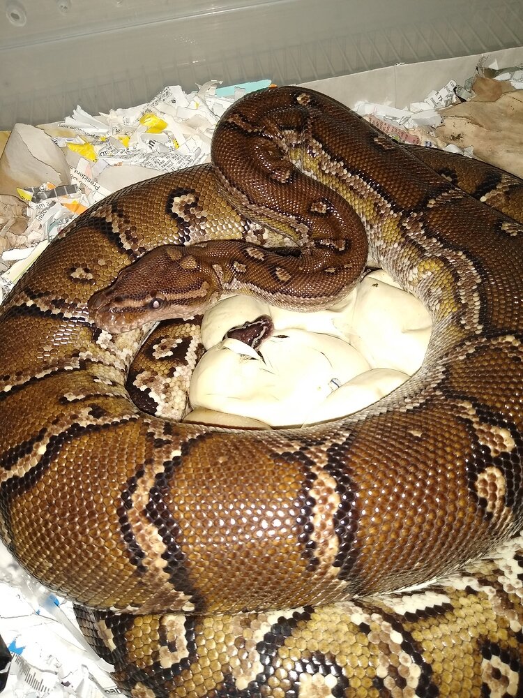 Maternally Incubated Angolans Hatching - Other Pythons - MorphMarket ...