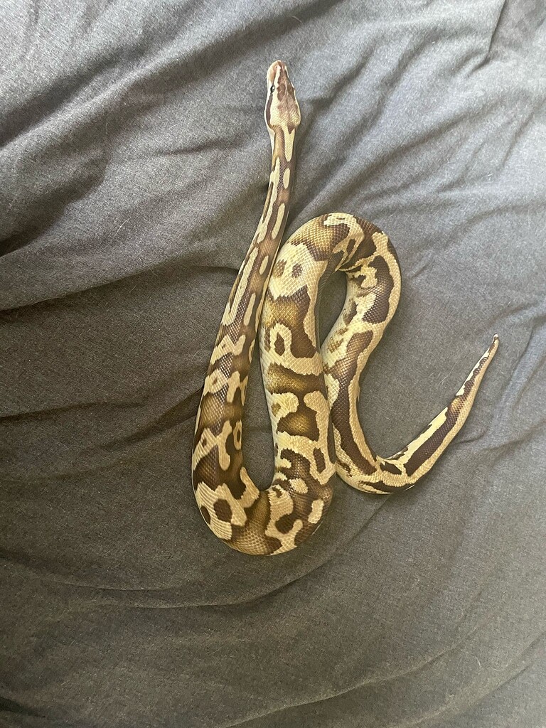 Need help to identify my ball python - Ball Pythons - MorphMarket Reptile Community