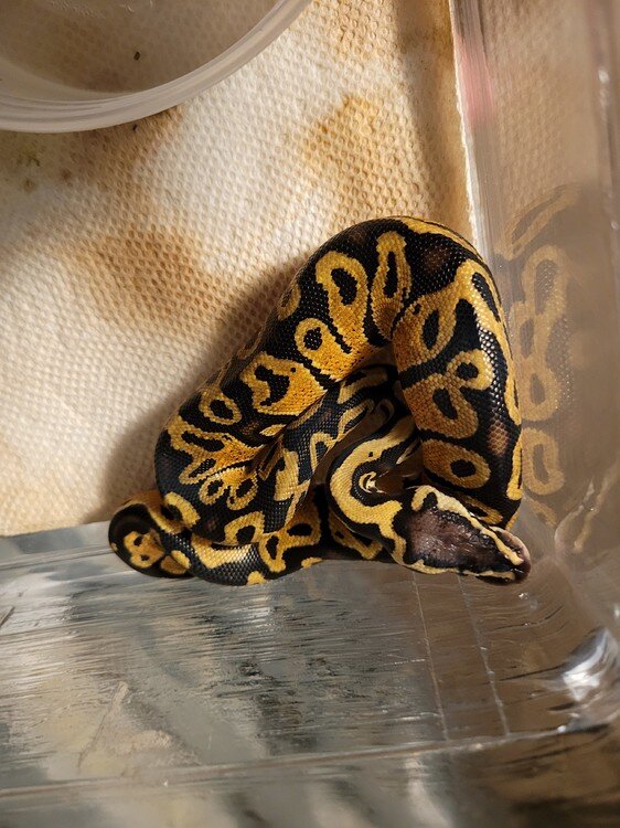 My first babies! - Ball Pythons - MorphMarket Reptile Community