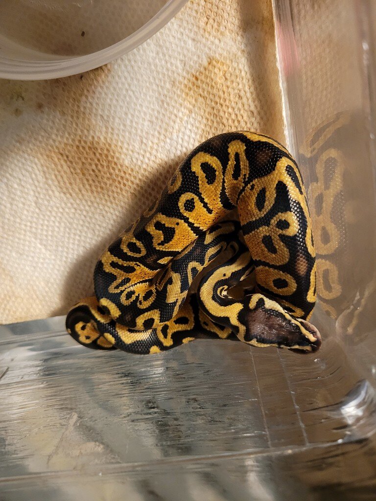 My first babies! - Ball Pythons - MorphMarket Reptile Community