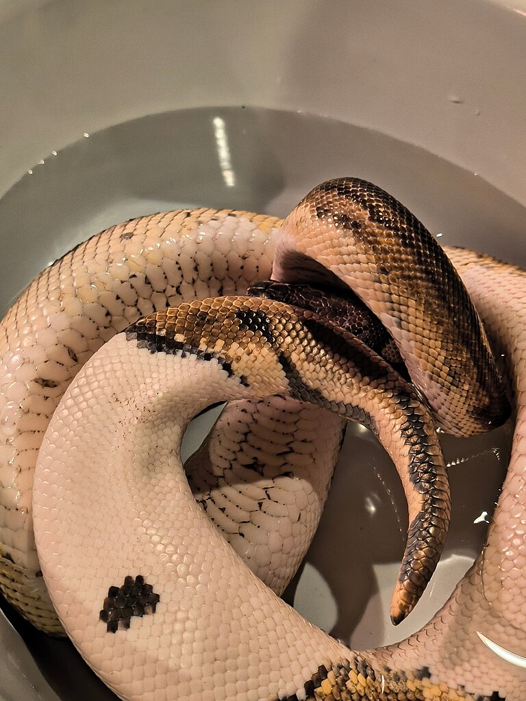 Follow up on ball python not eating - All Reptiles - MorphMarket ...