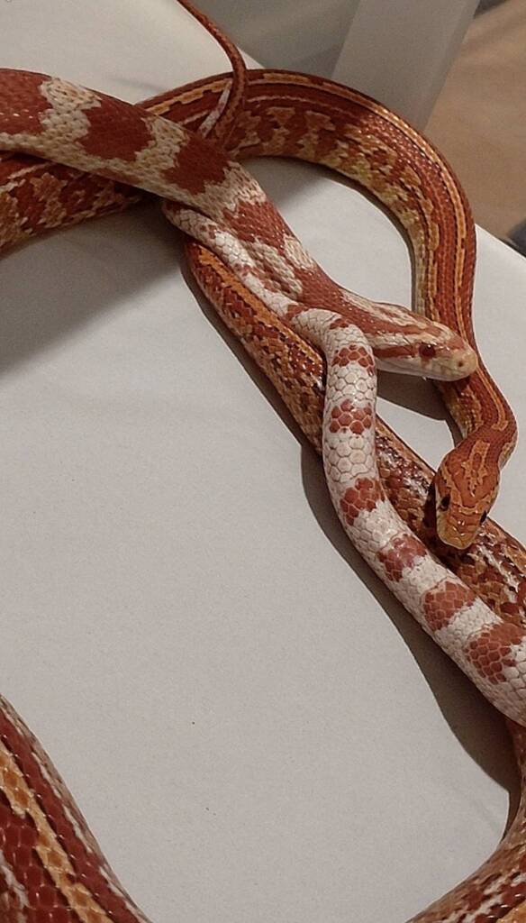 My First Clutch!” - Corn Snakes - MorphMarket Reptile Community